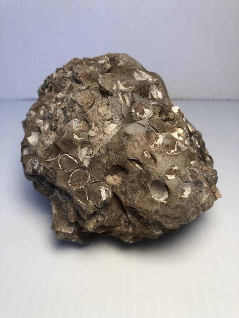 Avonlea Heritage Museum : Artifact : Fossilized Shells [2019.014.001]